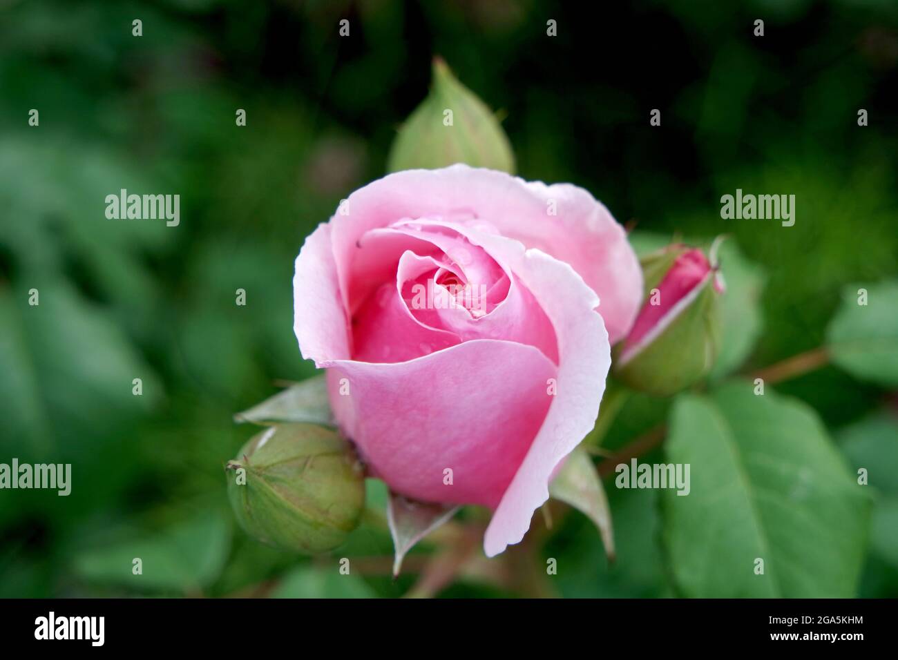 Baby pink rose flower hi-res stock photography and images - Alamy