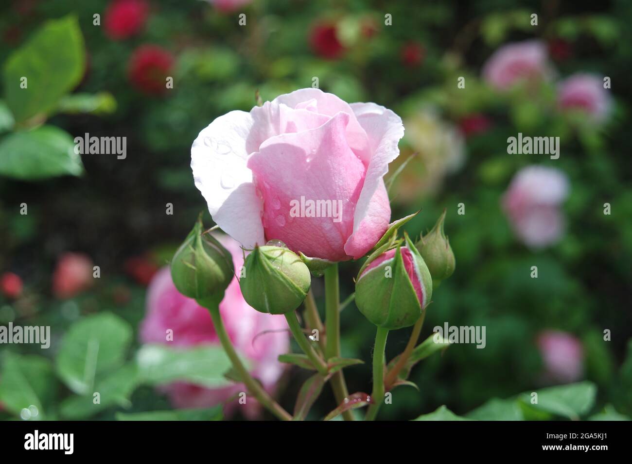 A Bright Pink Rose Flower And Baby Rose buds Stock Photo - Alamy