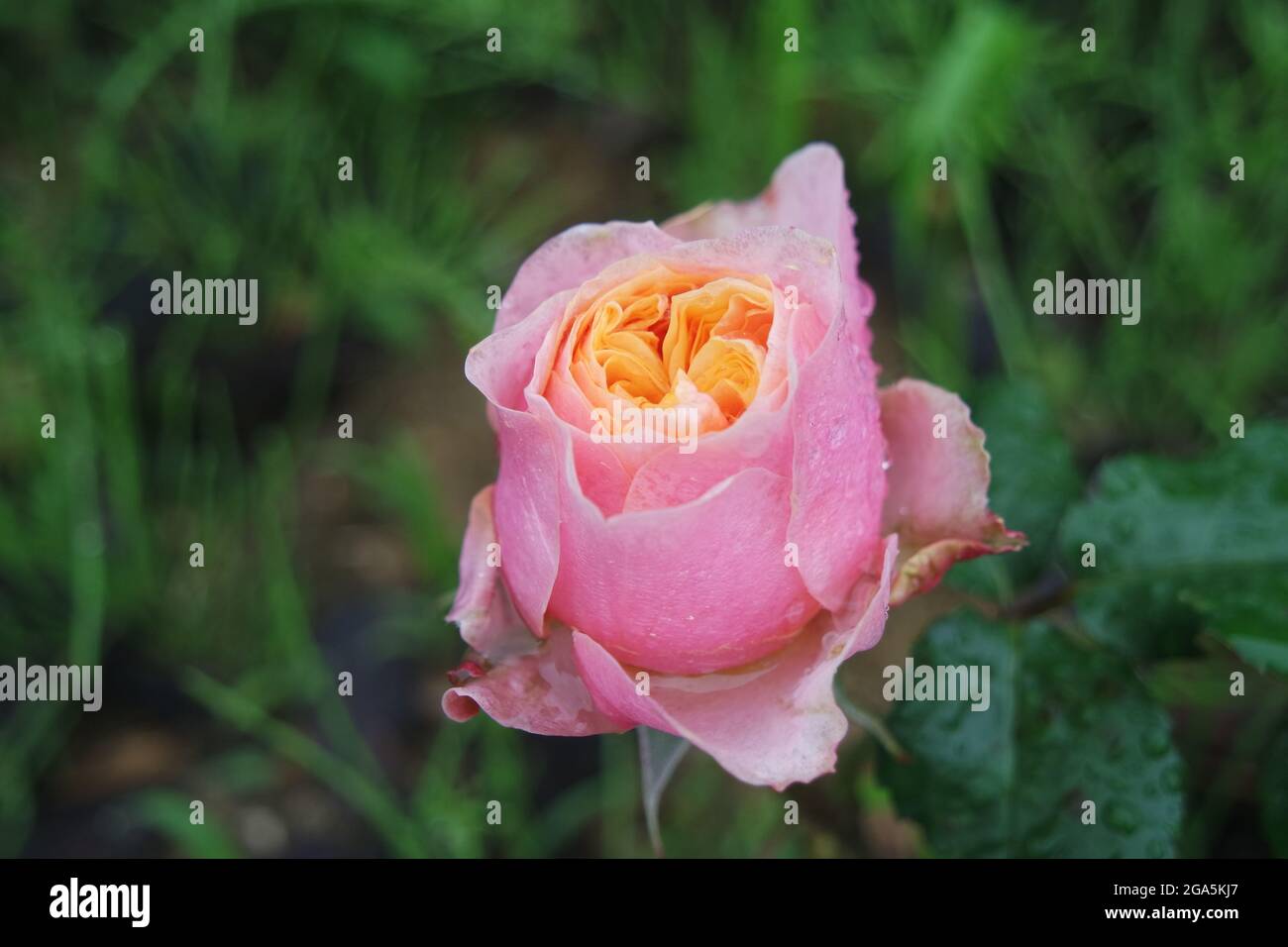 Compassion head hi-res stock photography and images - Alamy