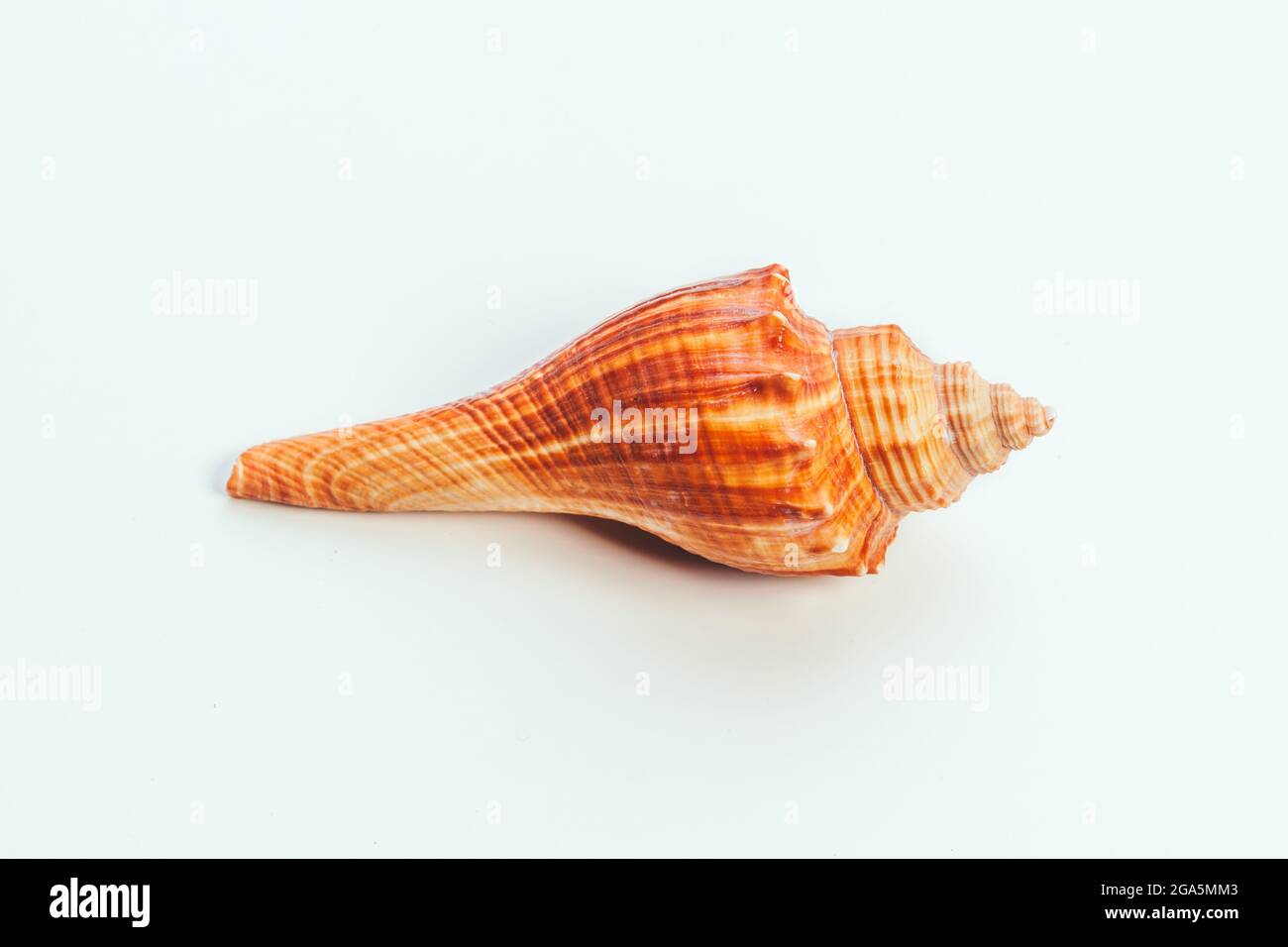 Sea shell on white background Stock Photo - Alamy