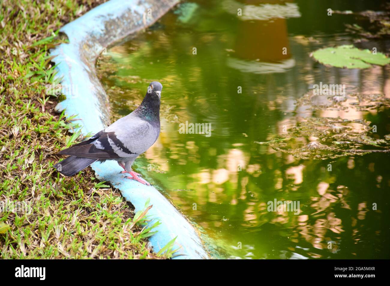 Ash dove hi-res stock photography and images - Alamy