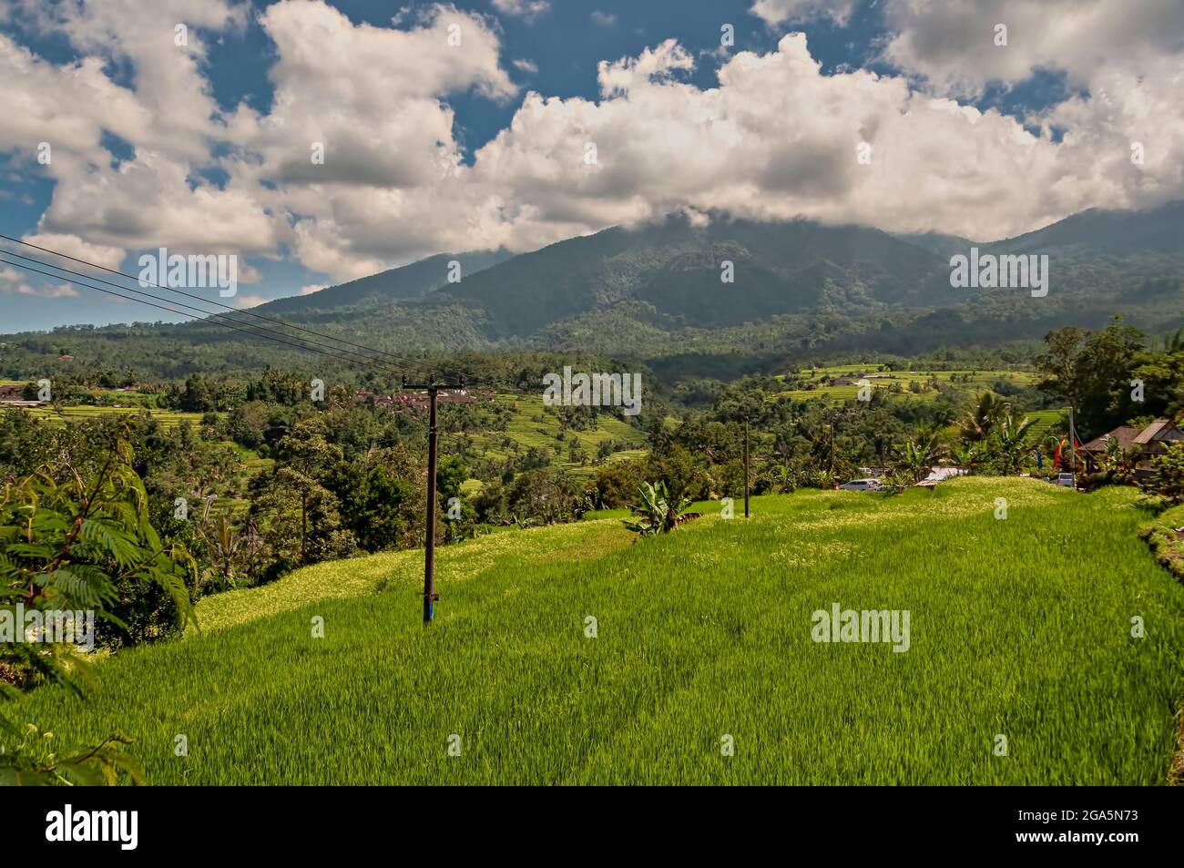 Rice fields, landscape of Bali Stock Photo - Alamy