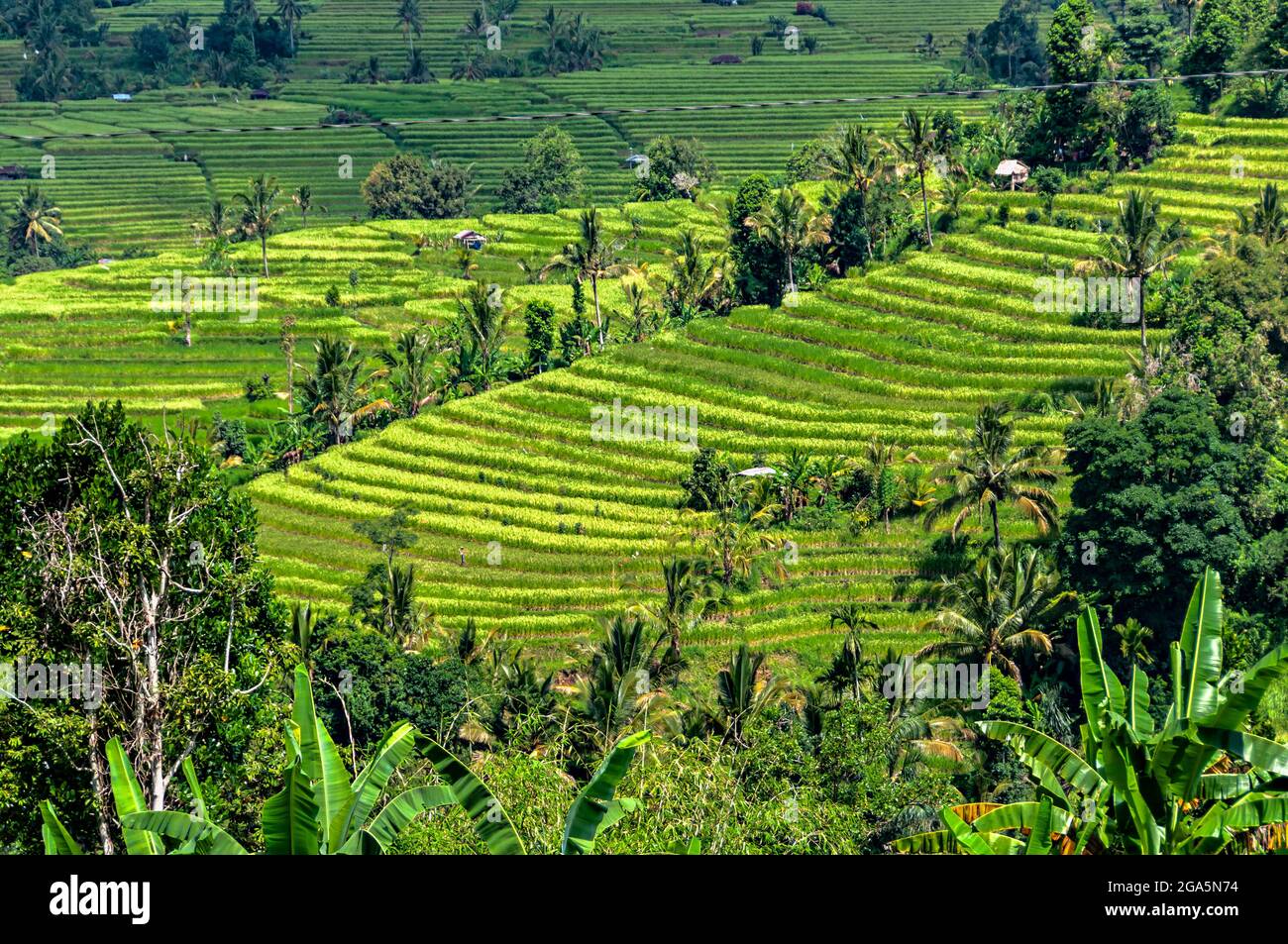 Rice fields, landscape of Bali Stock Photo - Alamy