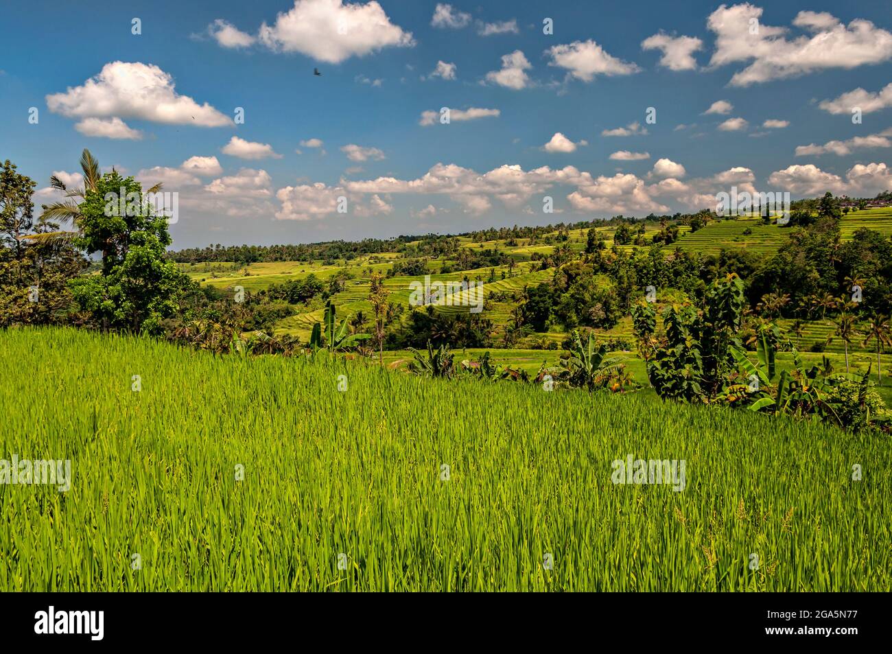 Rice fields, landscape of Bali Stock Photo - Alamy