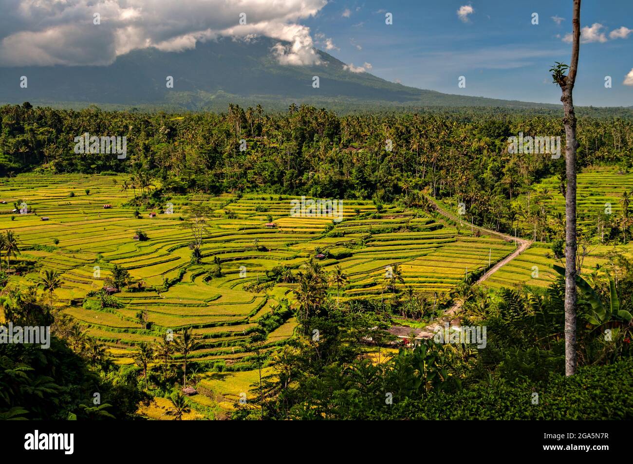 Rice fields, landscape of Bali Stock Photo - Alamy