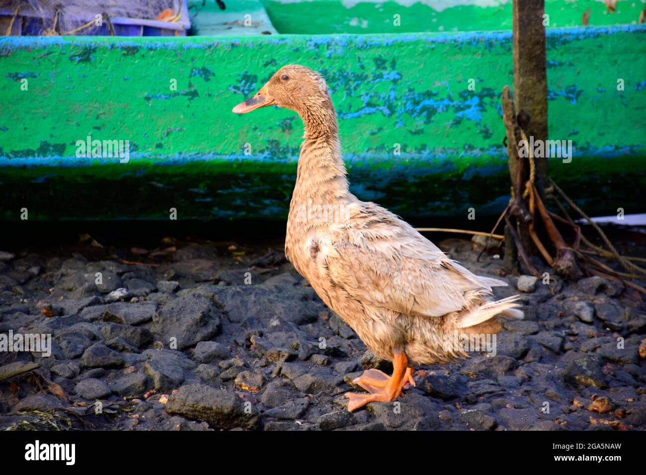 Indian runner duck swimming hi-res stock photography and images - Alamy