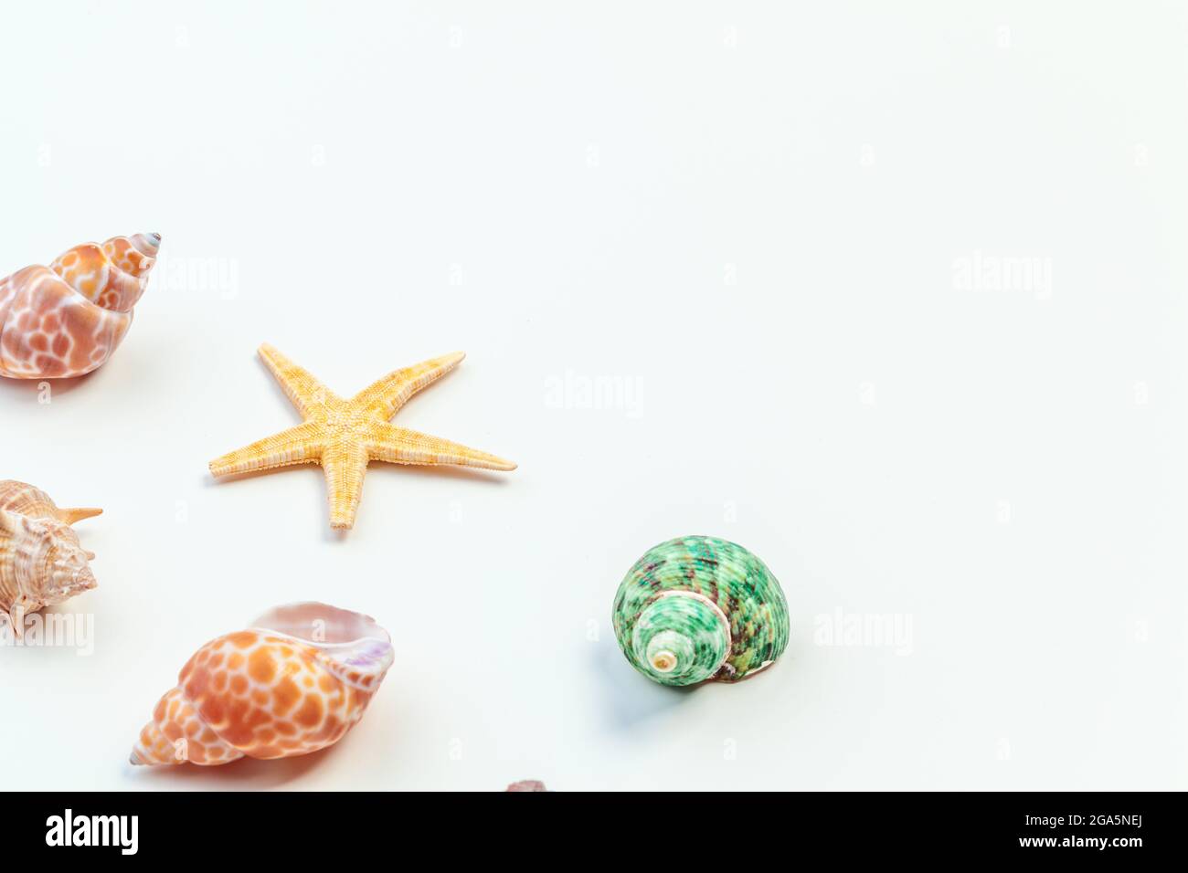 shells isolated on white background Stock Photo - Alamy