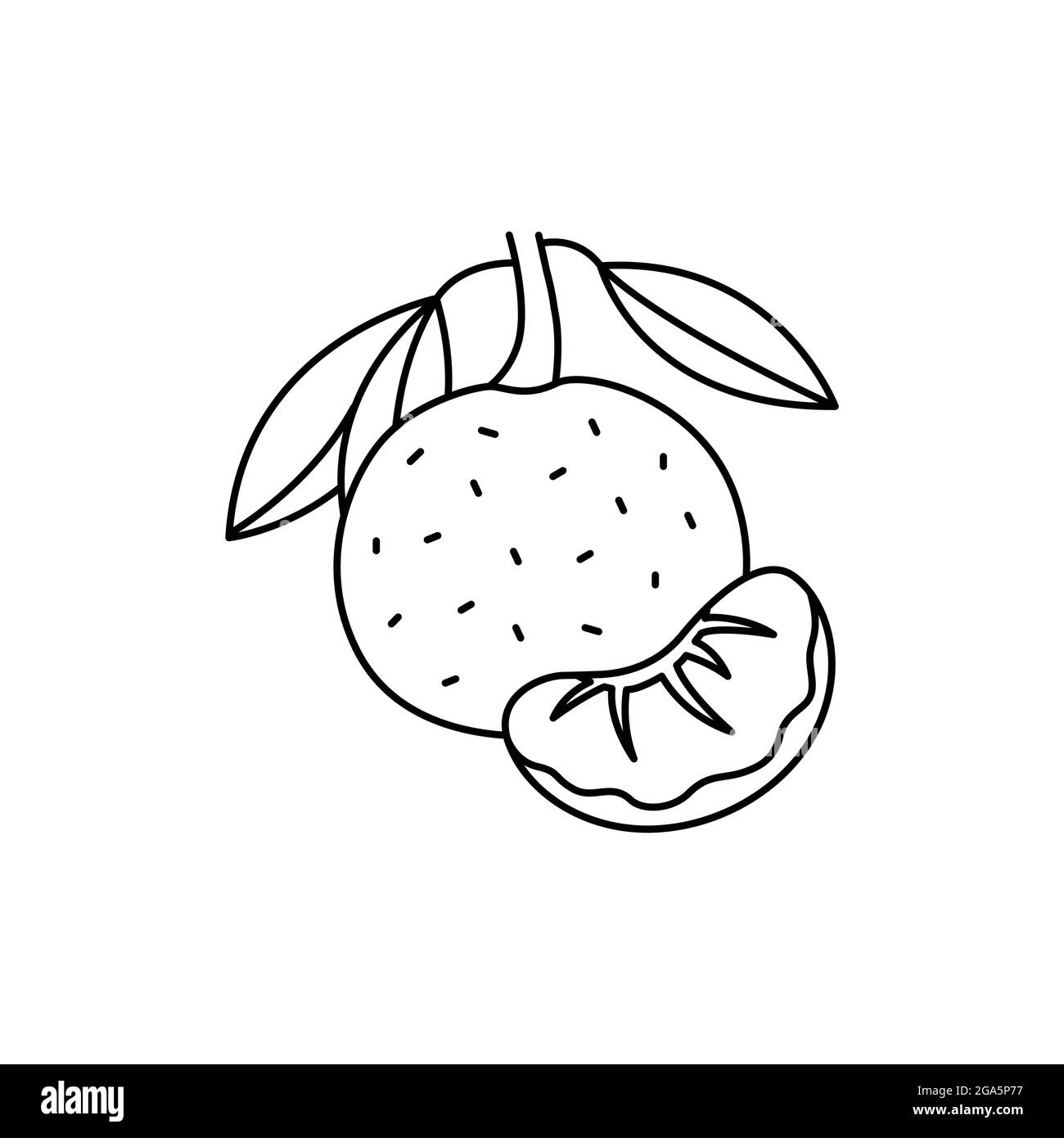 Citrus olor line icon. Essential oils fruit seeds. Pictogram for web ...