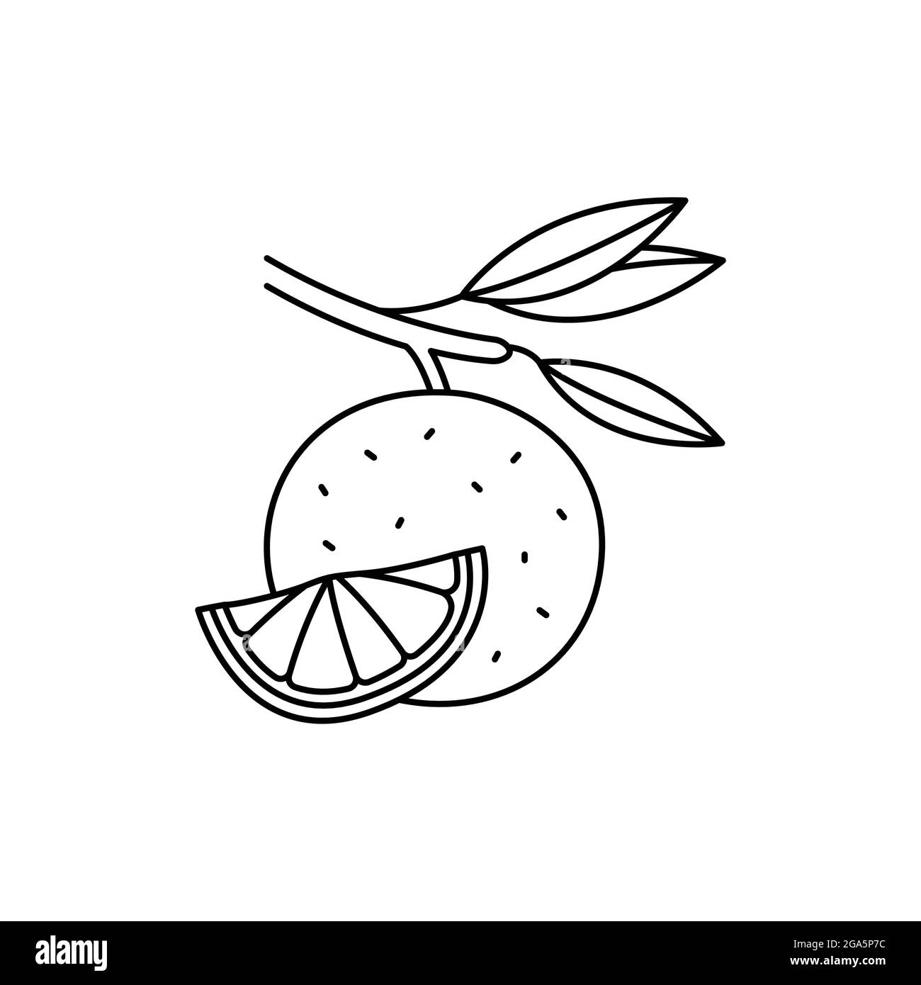 Citrus olor line icon. Essential oils fruit seeds. Pictogram for web ...