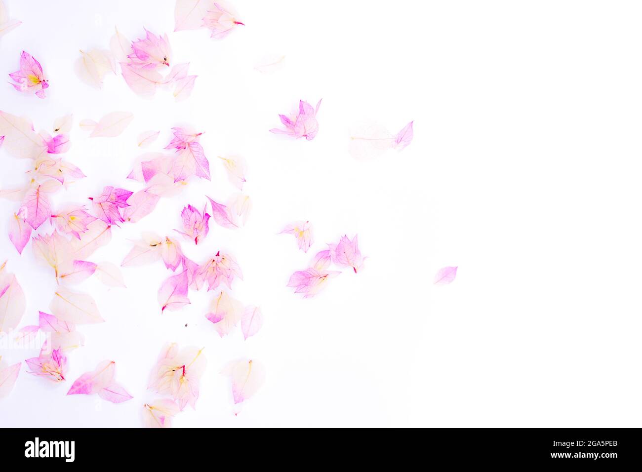 Illustration of a pattern with random pink flower petals on an isolated ...