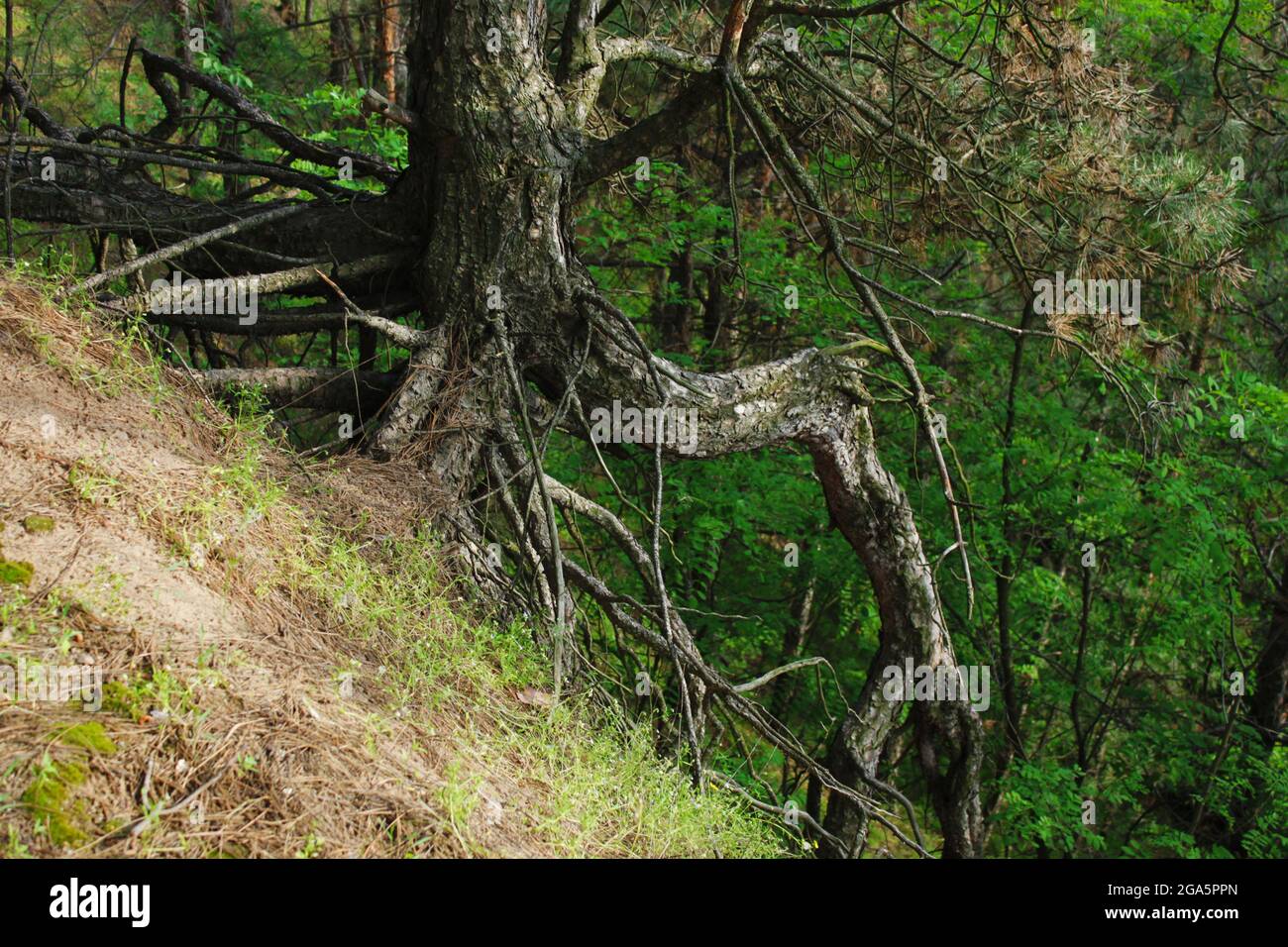 Pine tree roots on hill Stock Photo - Alamy