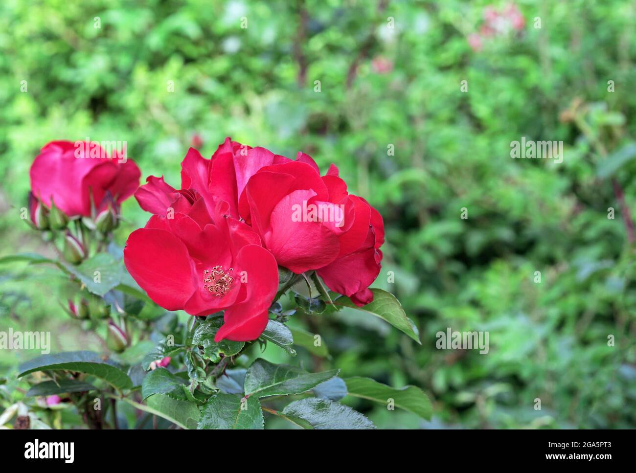 Rose robusta hi-res stock photography and images - Alamy