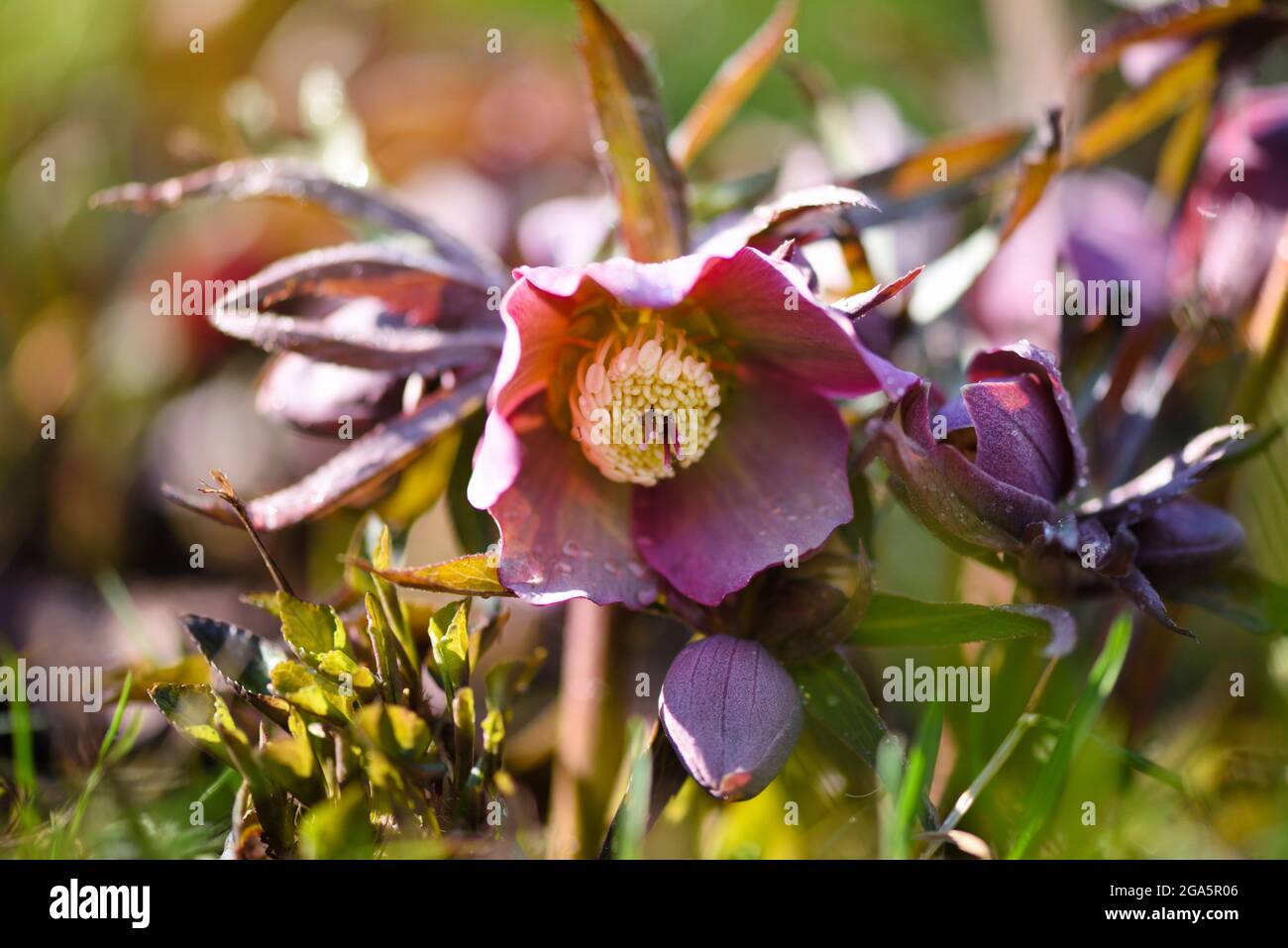 Beautiful pink Helleborus with drops of dew, spring flowers in garden ...