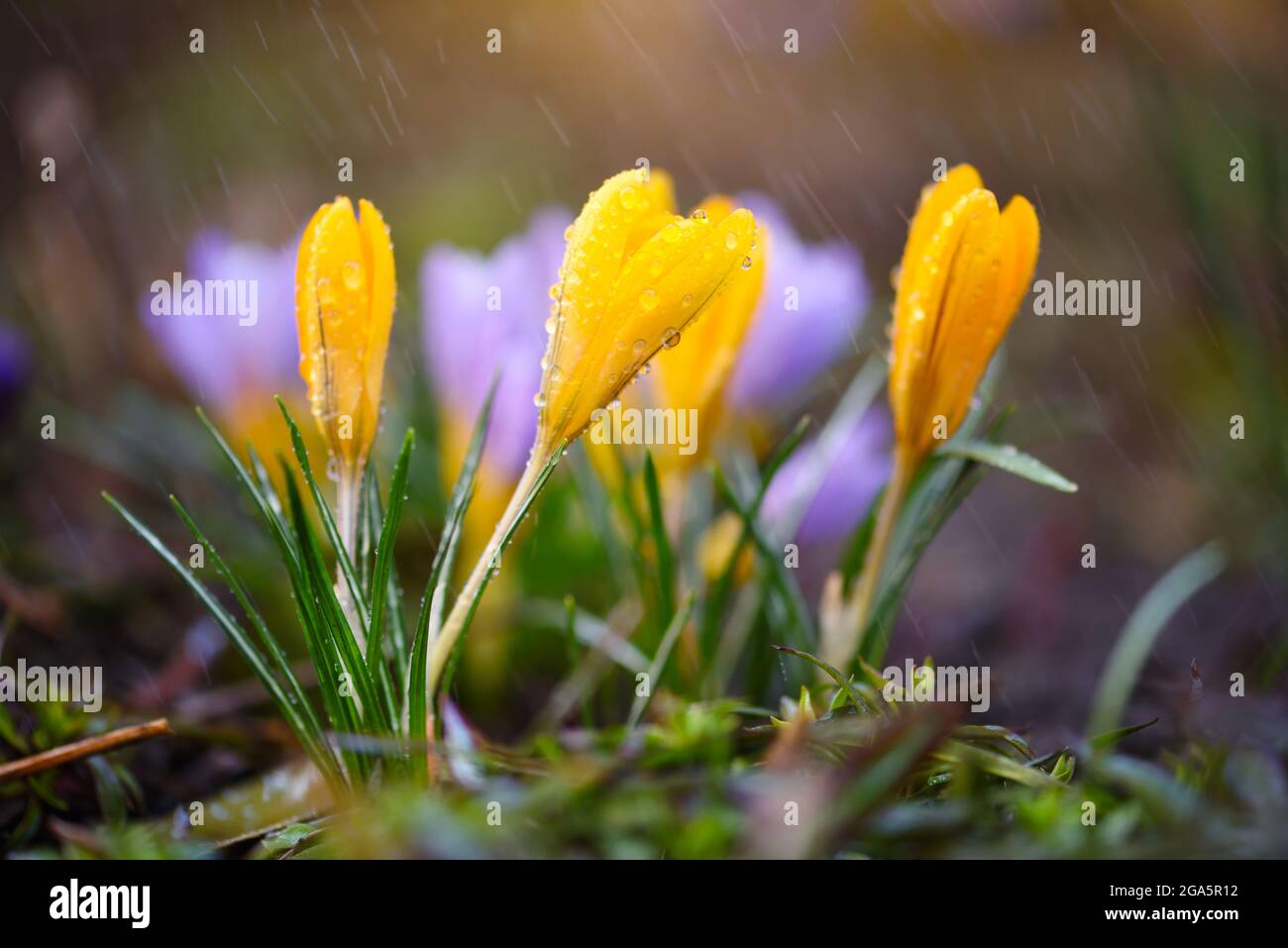 The yellow crocuses family with rain, spring crocus Stock Photo - Alamy