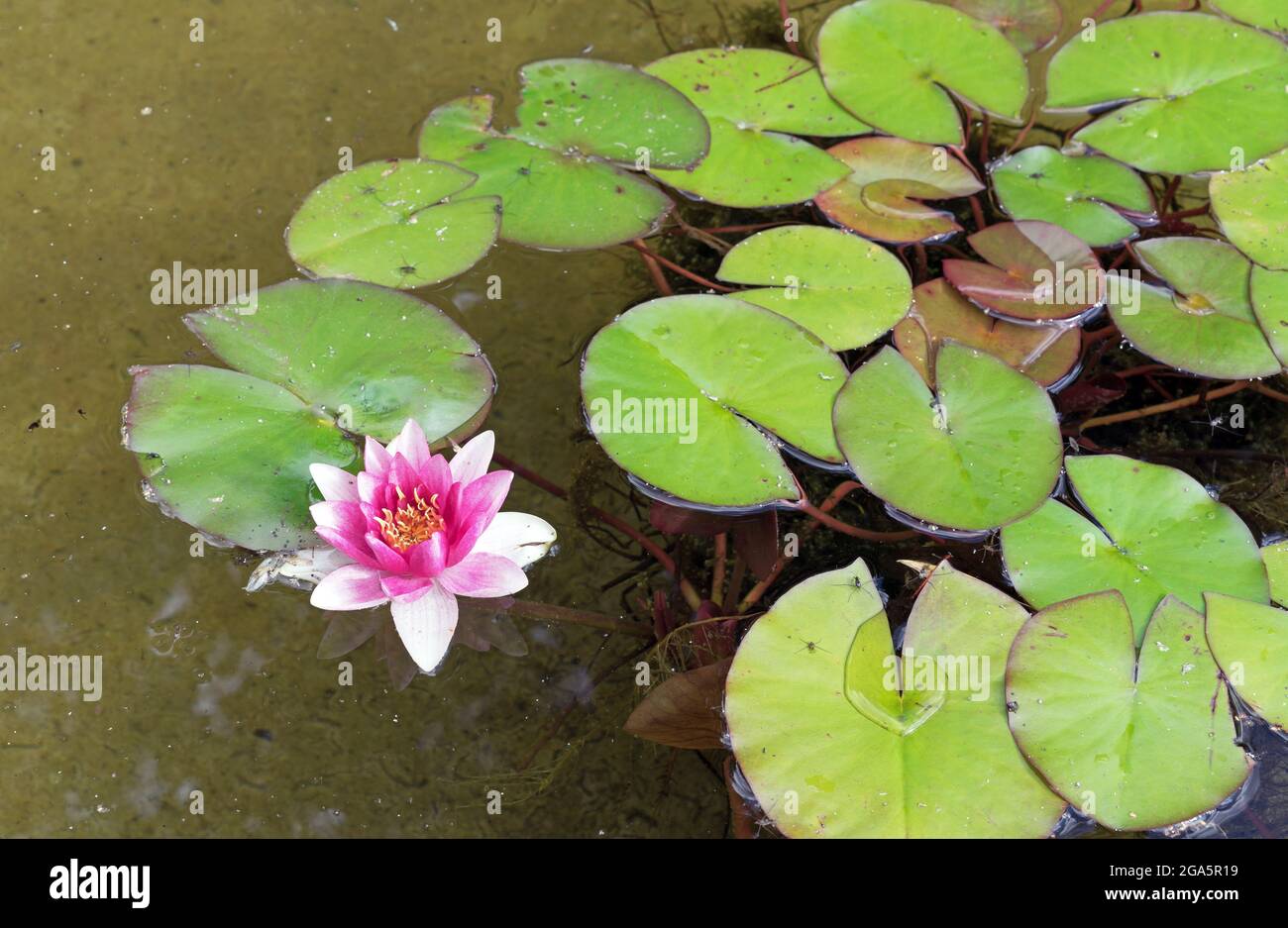 Pink water lily or lotus flower is considered a symbol of purity in ...