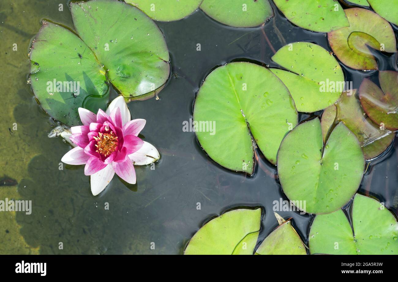 Pink water lily or lotus flower is considered a symbol of purity in ...