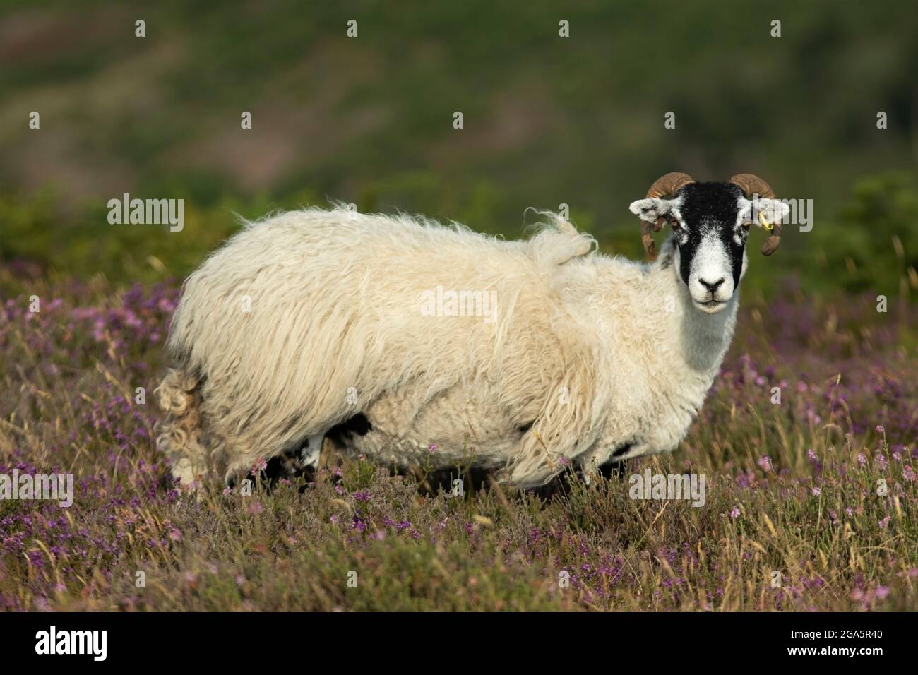 The Swaledale Breed of sheep is a recognised breed of hardy ovine that ...