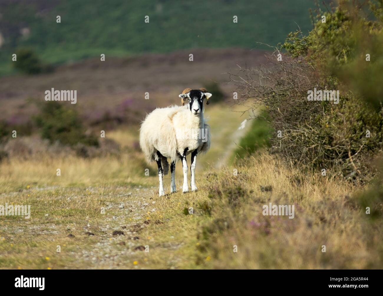 The Swaledale Breed of sheep is a recognised breed of hardy ovine that ...