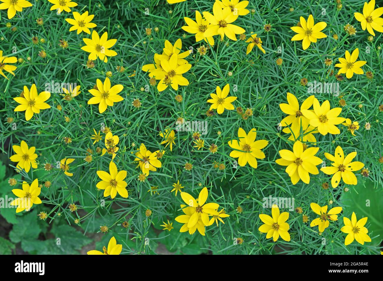 Blooming yellow coreopsis (Coreopsis lanceolata) in the summer garden ...