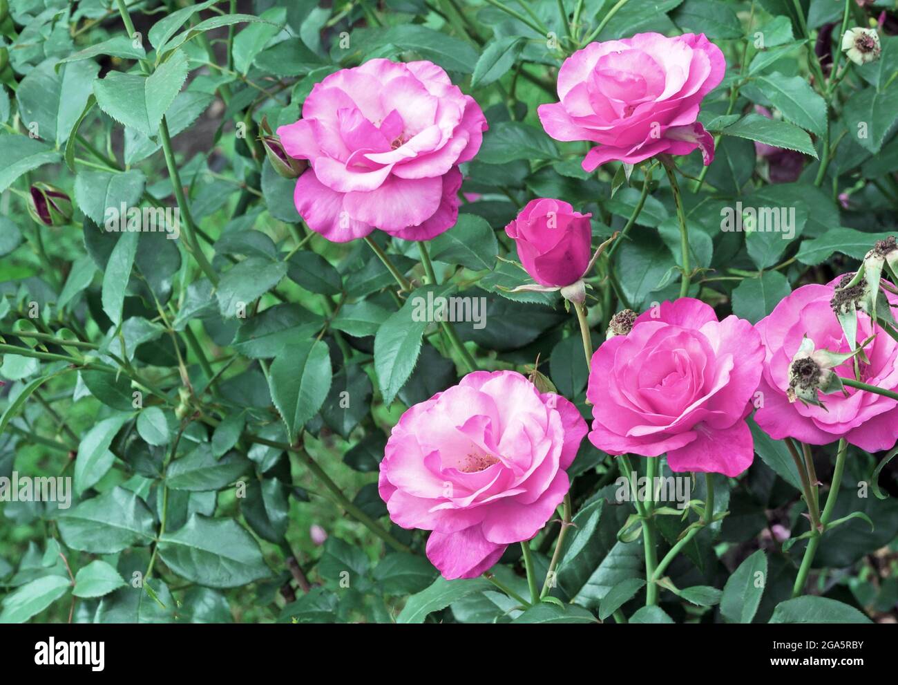 Rose in the middle of thorns hi-res stock photography and images - Alamy