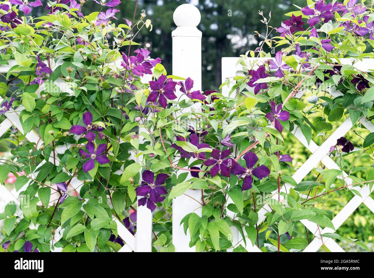 Clambering plant violet clematis on a wrought-iron fence in the garden ...