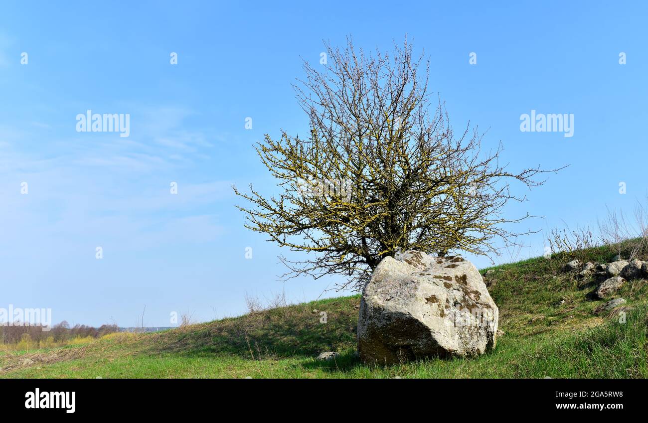 Ancient historical huge stone near a tree in a field with green grass ...