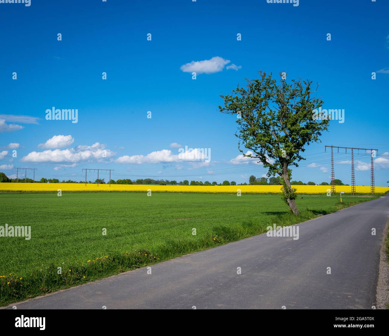 Rural flat farm fields in yellow and green during summer in Skåne ...