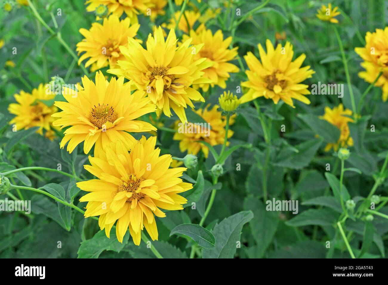 Blooming yellow heliopsis in the summer garden Stock Photo - Alamy