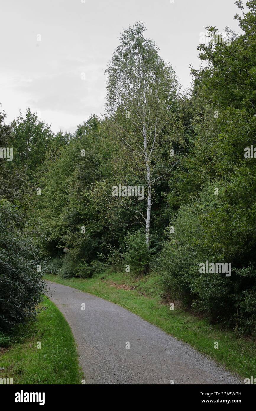 Summer landscape footpath forest clouds hi-res stock photography and ...