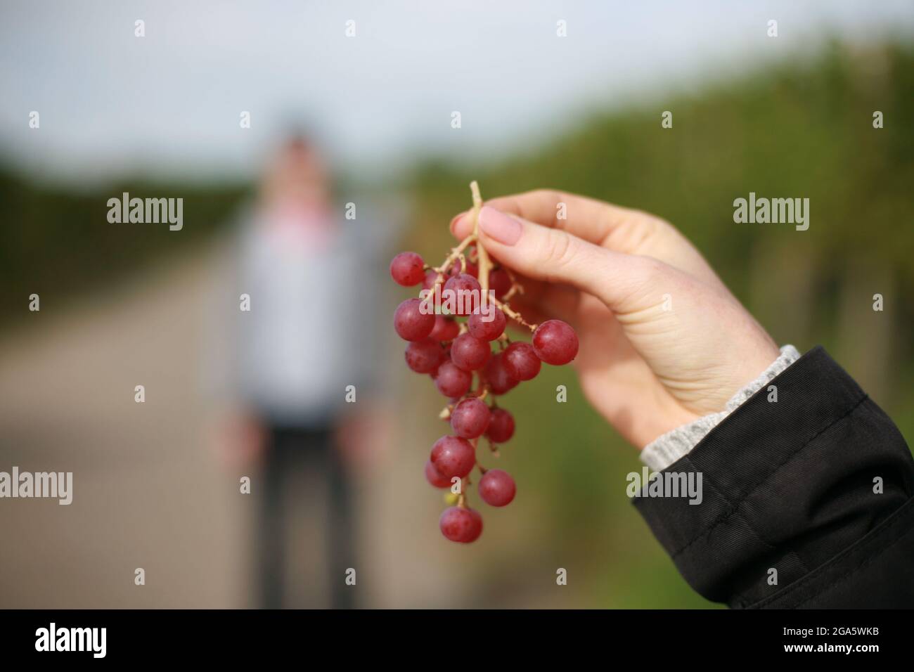 Grapes in hand hi-res stock photography and images - Alamy