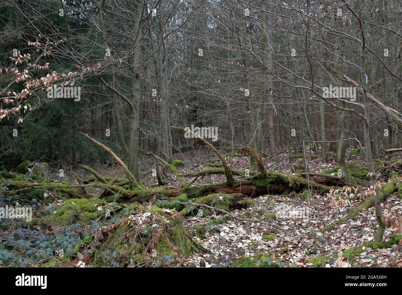 Deepest forest hi-res stock photography and images - Alamy