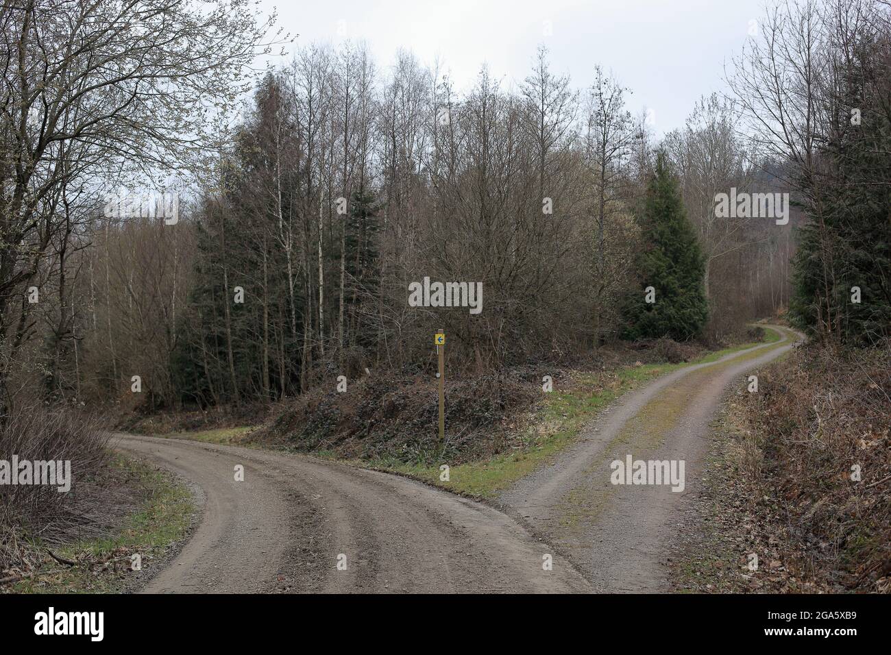Forest path crossing with fir trees and leafless trees in spring. Black ...