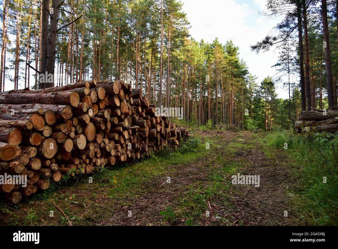 Piled pine tree logs in forest. Stacks of cut wood. Wood logs, timber ...