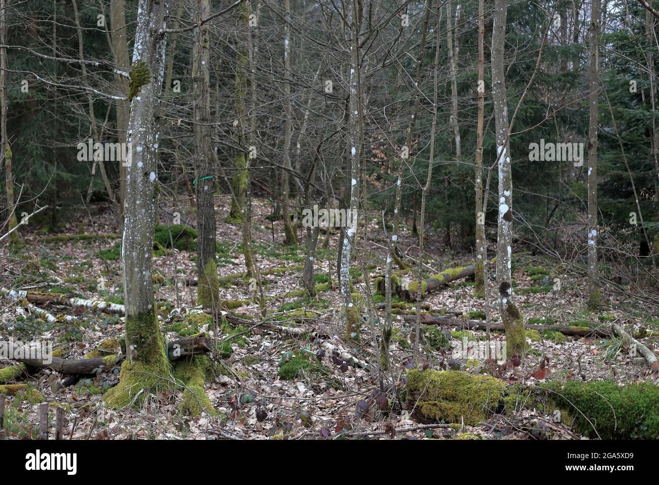 Deepest Black Forest with dead moss trees and dry leaves Stock Photo ...
