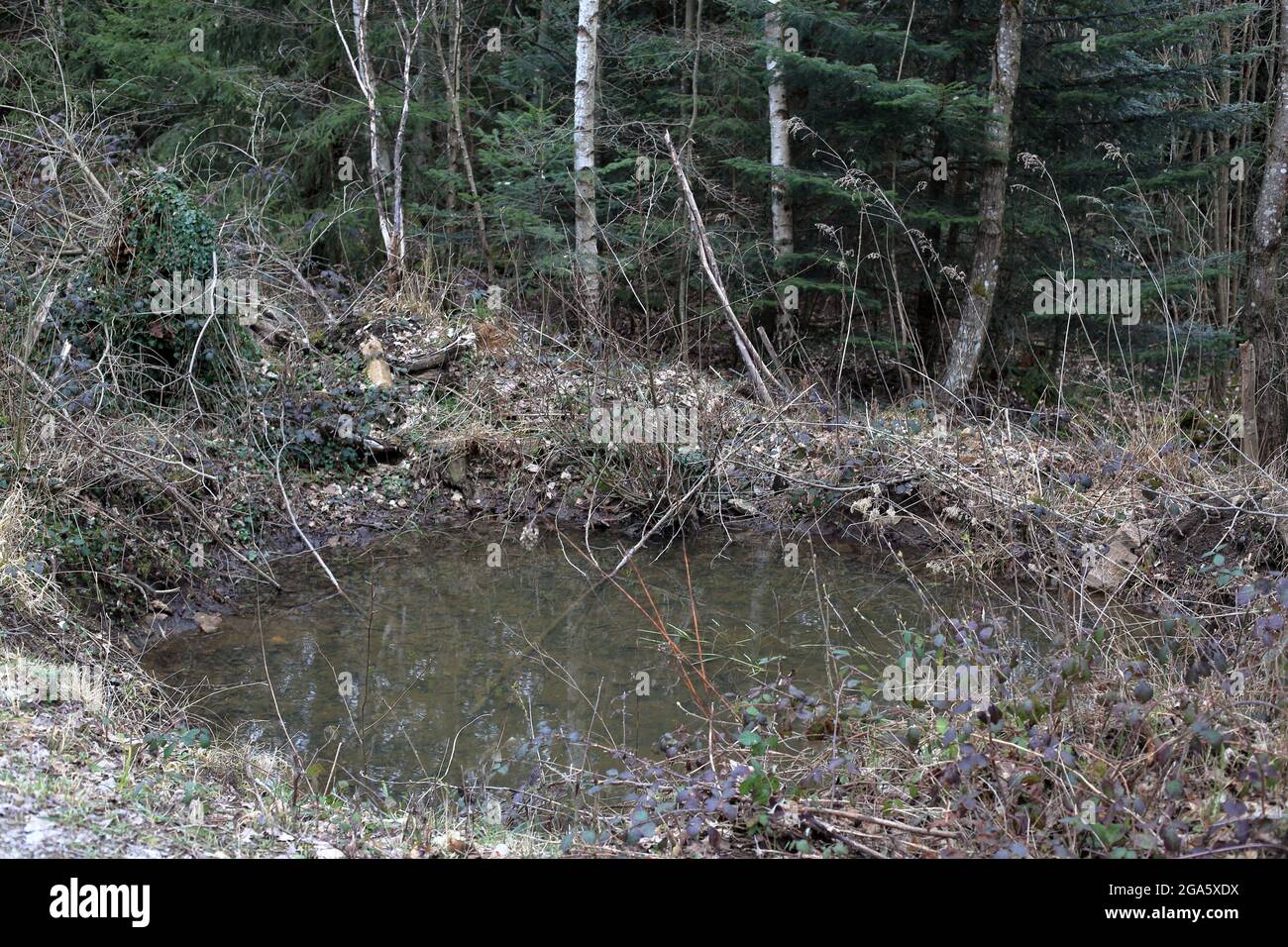 Water source in the black forest, spring Stock Photo - Alamy