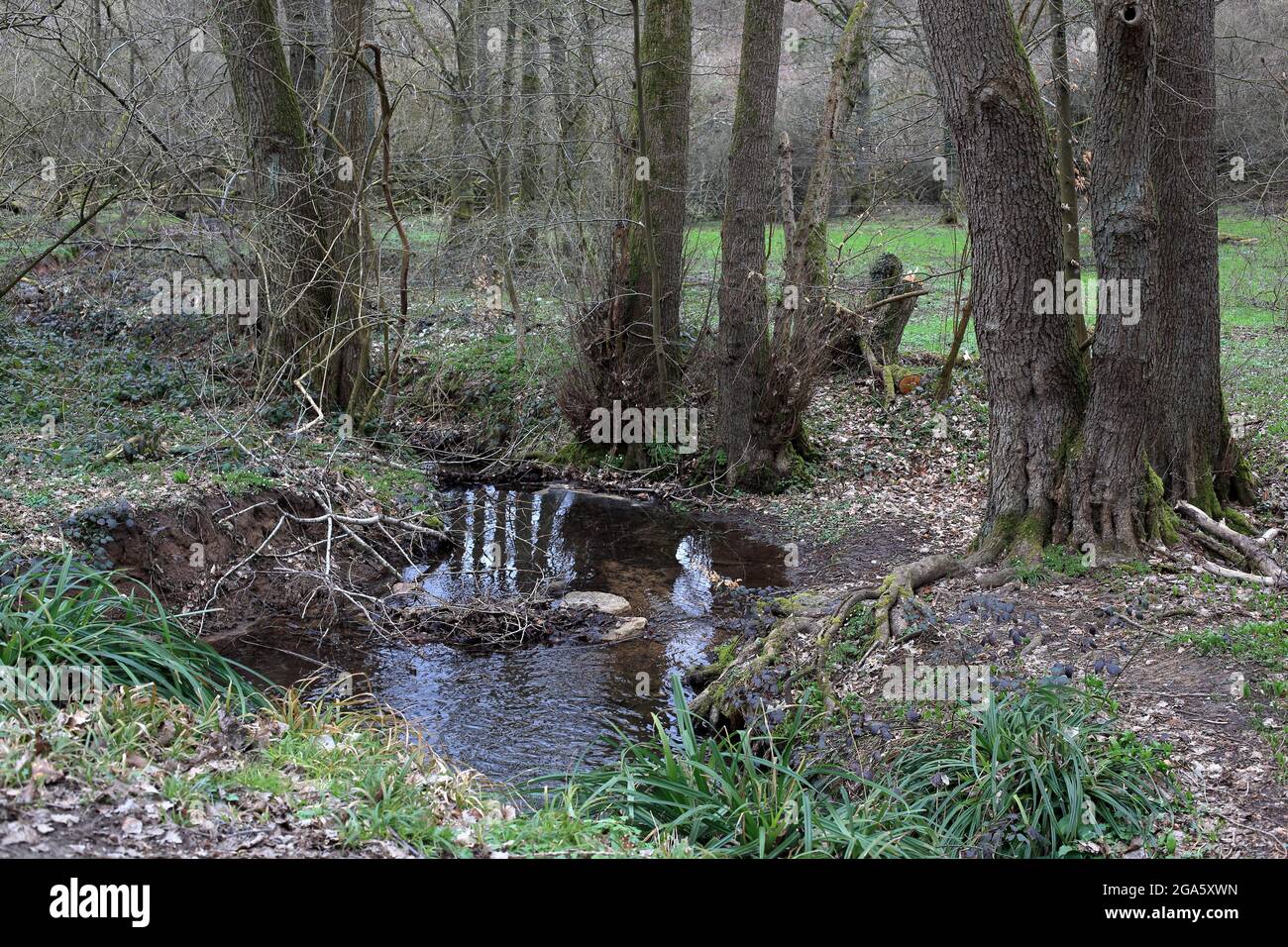Black forest spring hi-res stock photography and images - Alamy