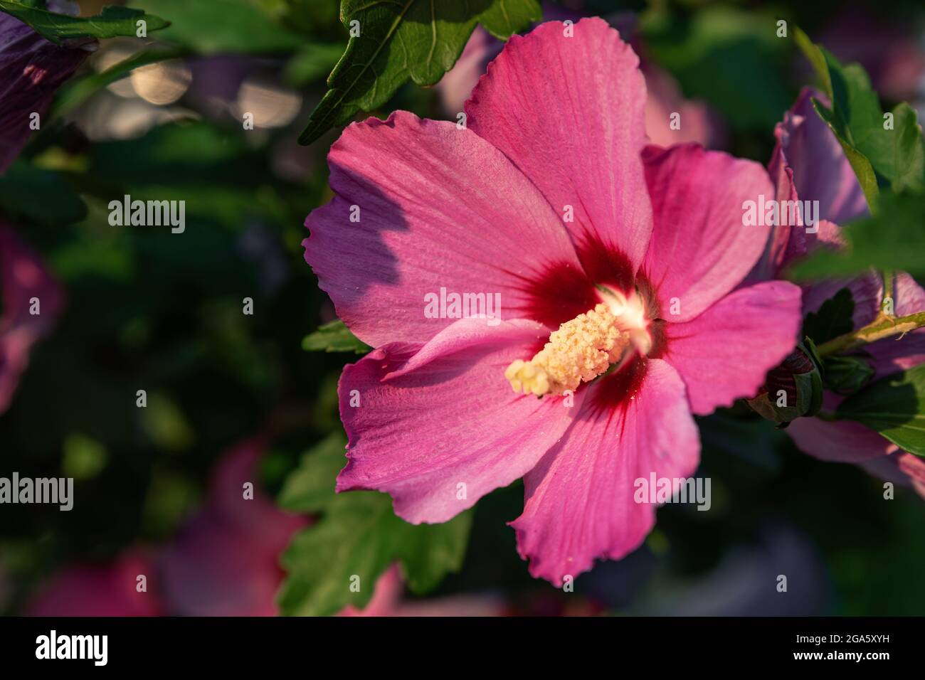 Hollyhock mallow close-up. Floral background of large pink mallow ...