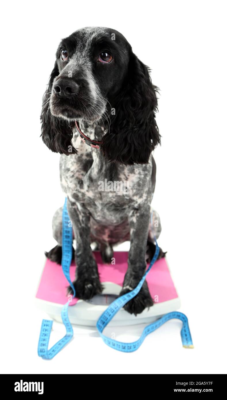 Dog on scale with measuring tape, isolated on white Stock Photo - Alamy
