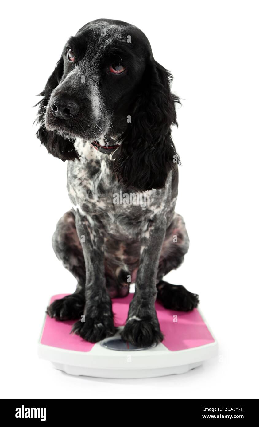 Dog on scale, isolated on white Stock Photo - Alamy