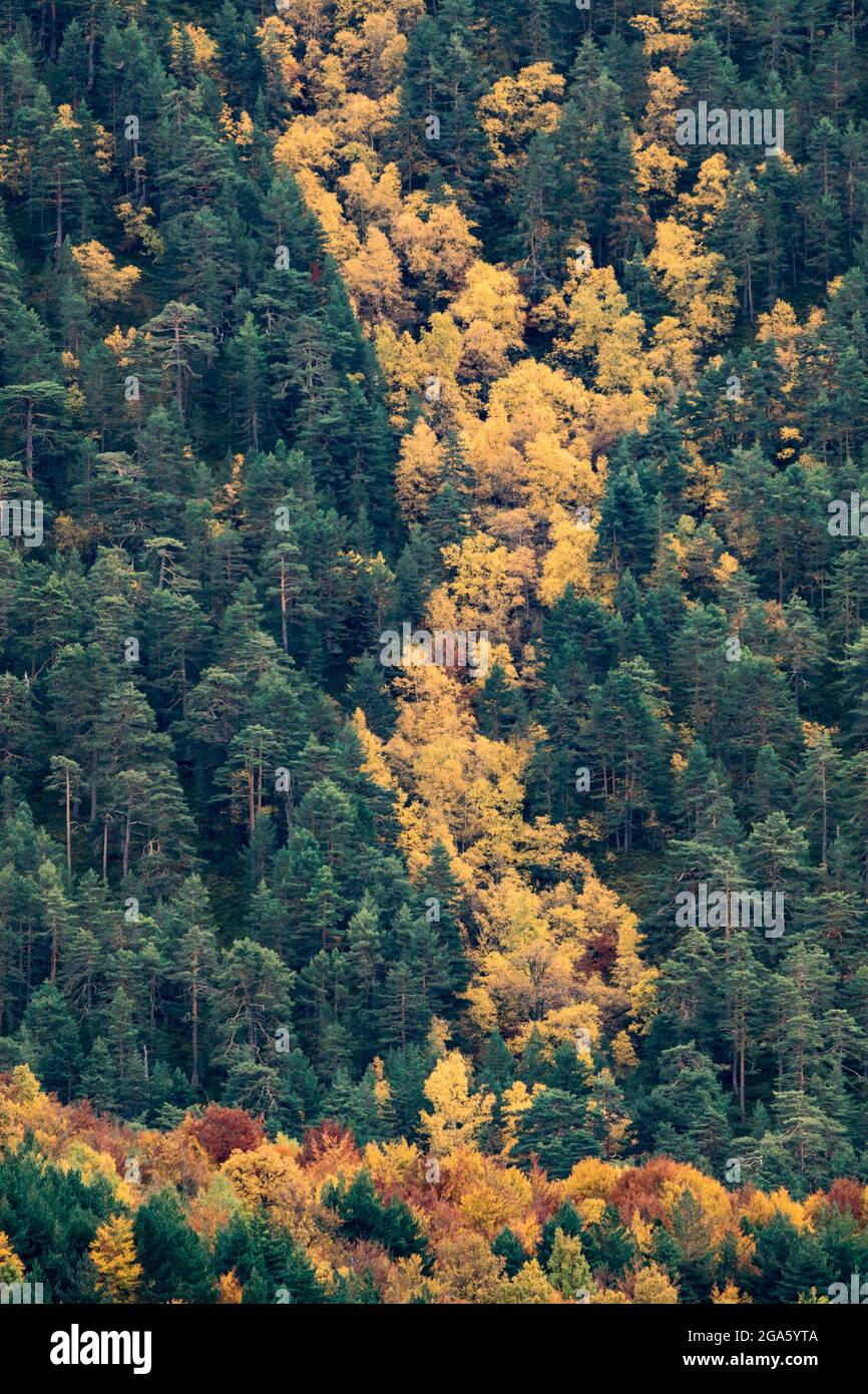 Mountain forest with beech and birch trees in autumn with yellow leaves ...