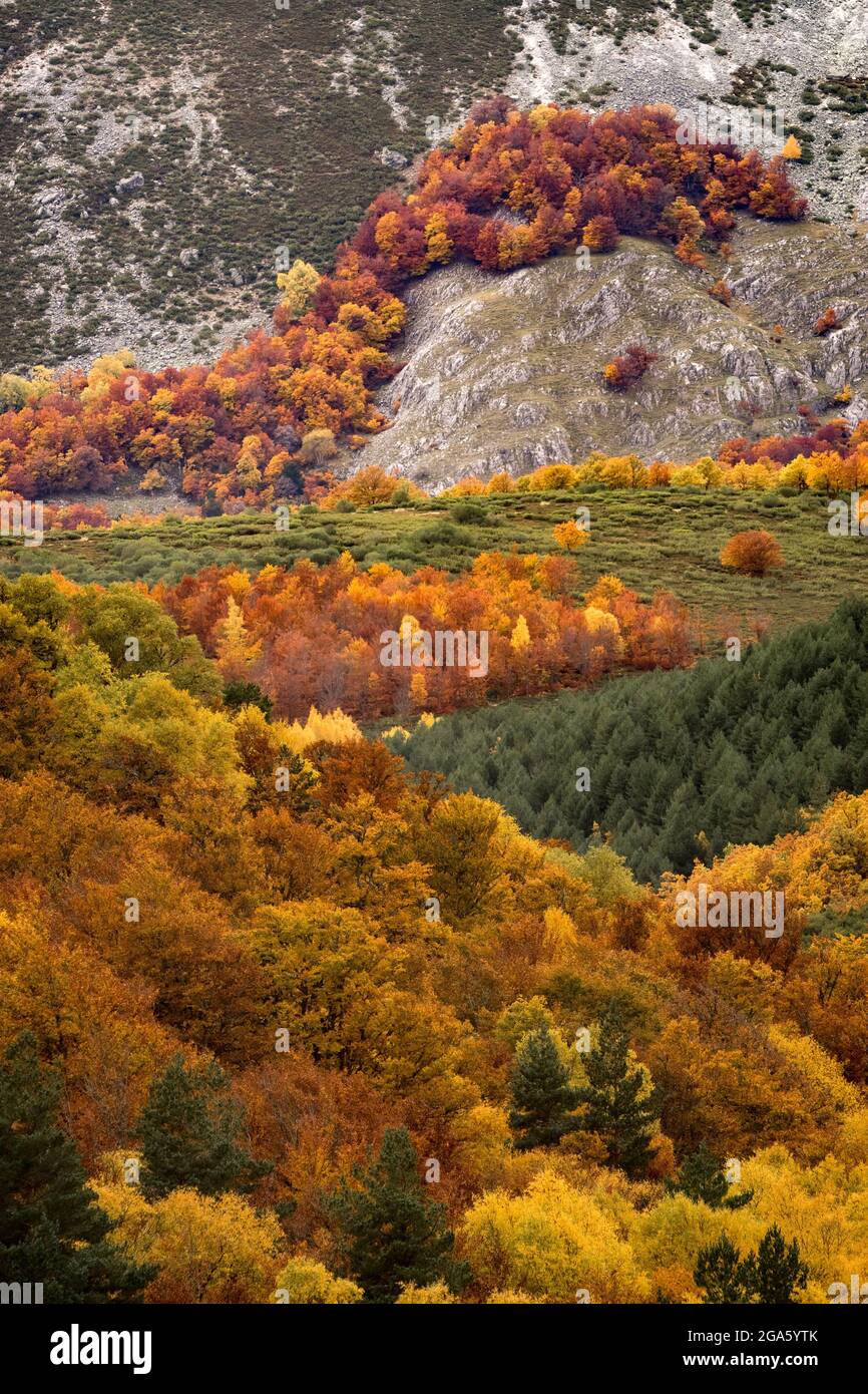 Beech forest in autumn with yellow leaves in the Riaño Mountain Natural ...
