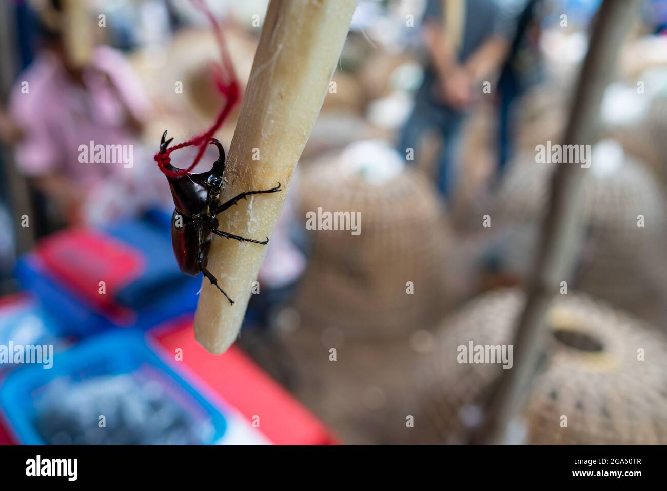 Selective focus shot of a black bug with the horns tied in knot by red ...