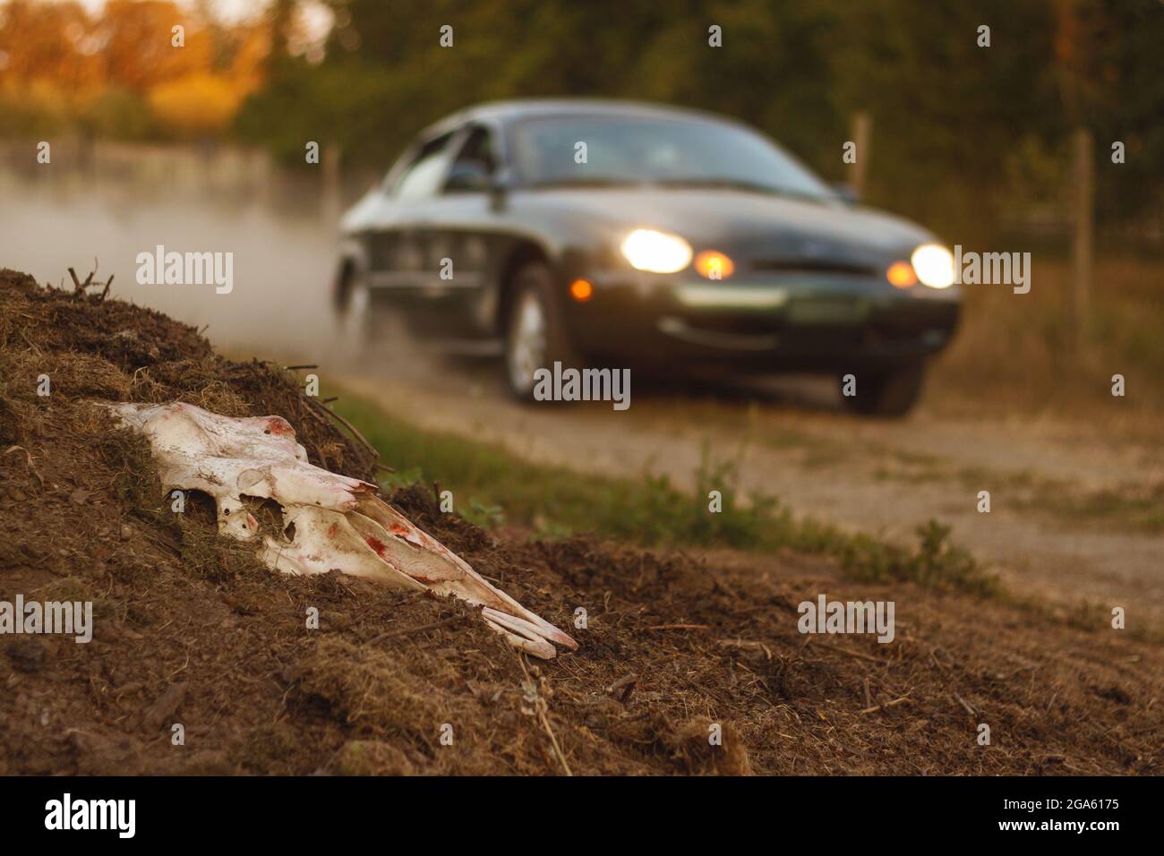 Car driving by an animal skull in the country road Stock Photo - Alamy