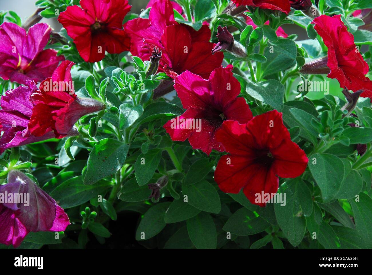 Red petunia, surfinia, petunia axillaris, blossom red petunia, garden ...
