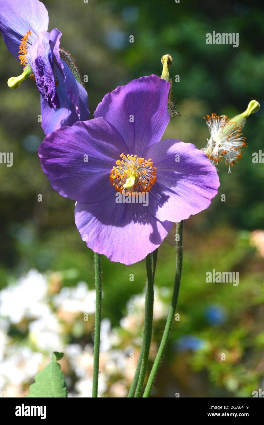 Single Light Purple Himalayan Poppy 'Meconopsis betonicifolia' Flowers ...