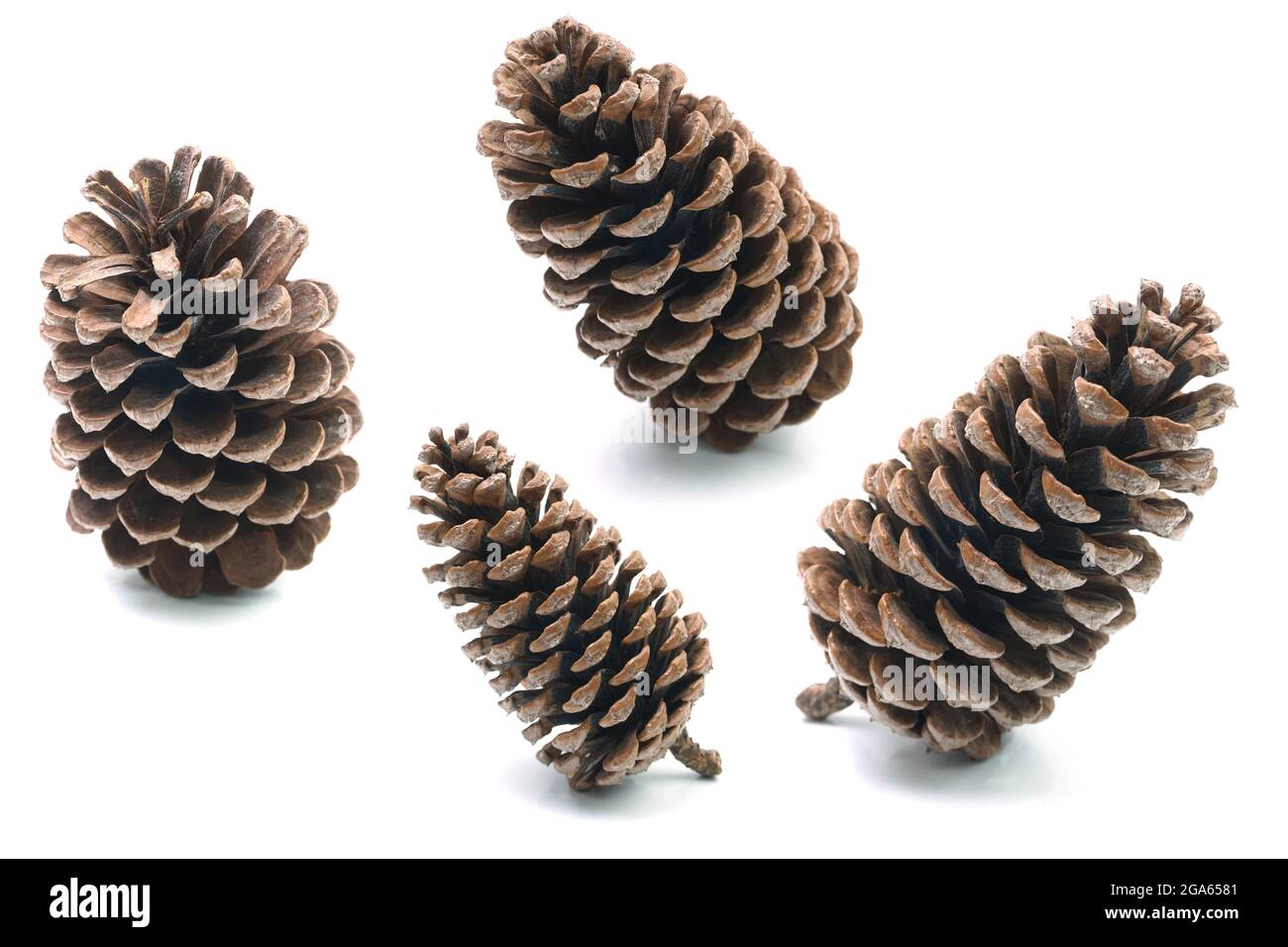 Big set of pine cones various coniferous trees isolated on white ...