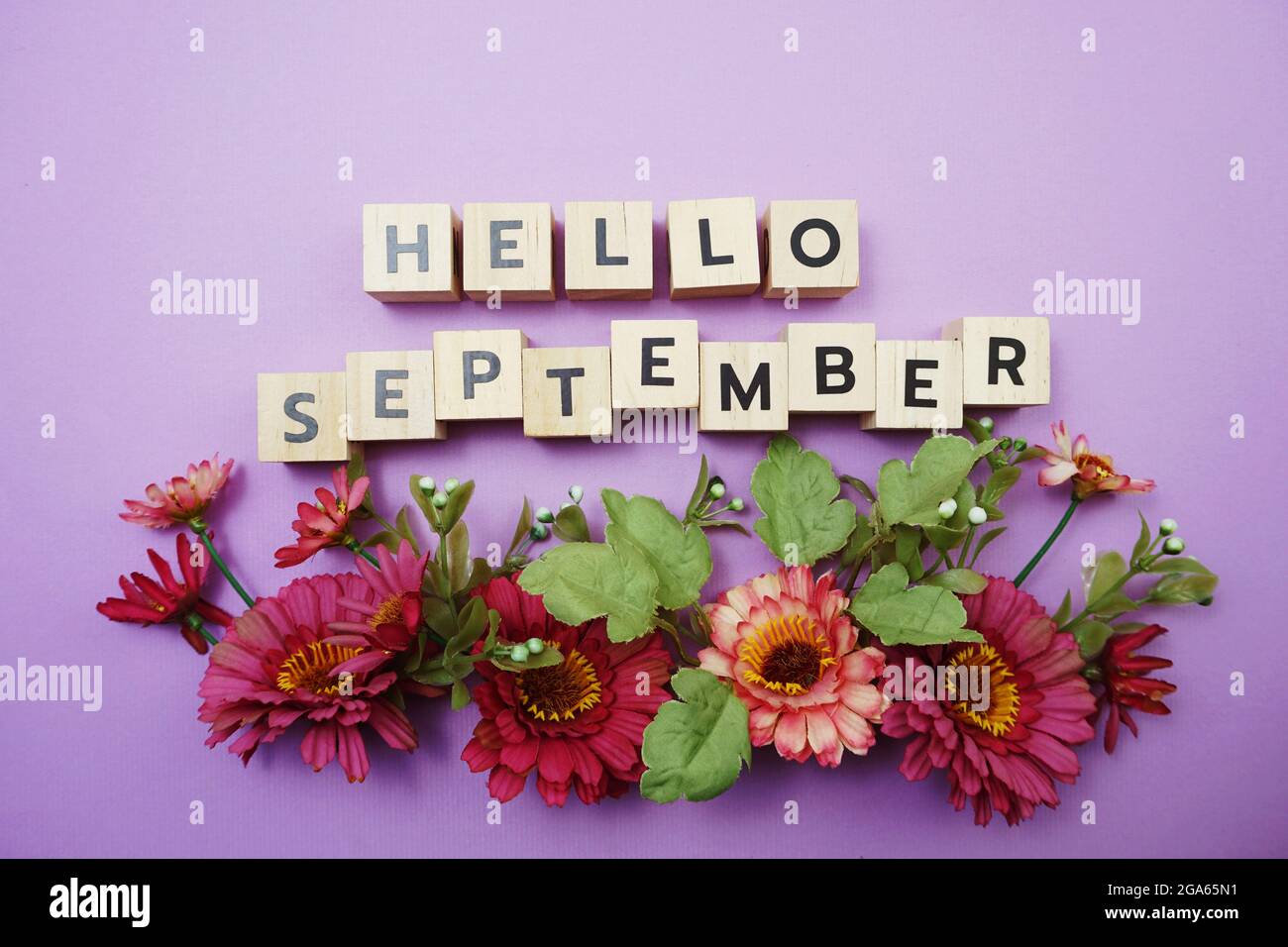 Hello September alphabet letters with pink flower decoration on purple ...