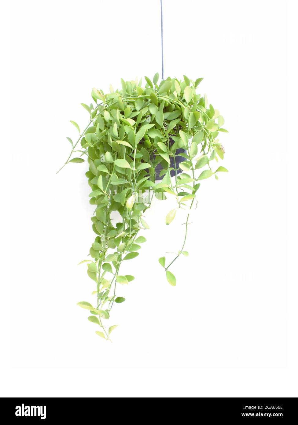 Green houseplant hanging in Cut Out Stock Images & Pictures - Alamy