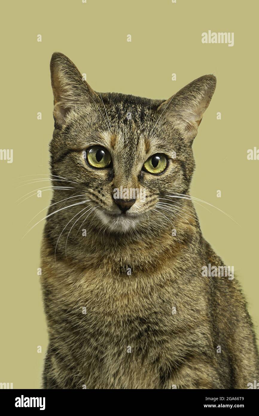 Gray tabby cat looking forward Stock Photo - Alamy