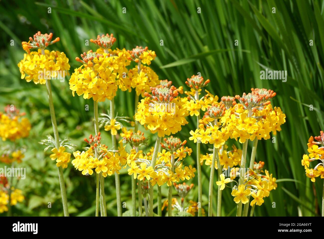 Primula candelabra hybrid hi-res stock photography and images - Alamy